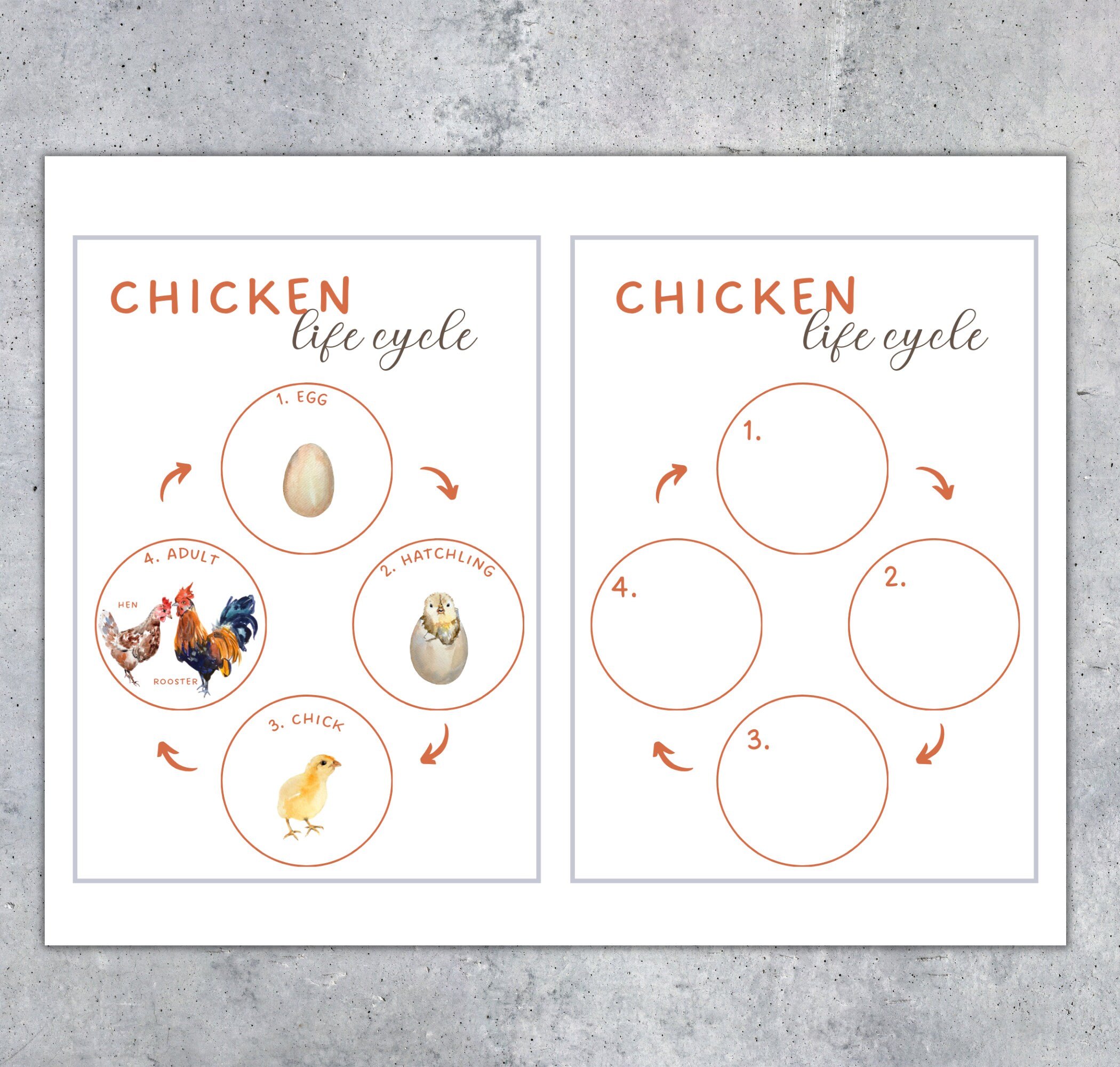 FARM ANIMALS Life Cycle Printable 5x7 Flashcards and Matching ...
