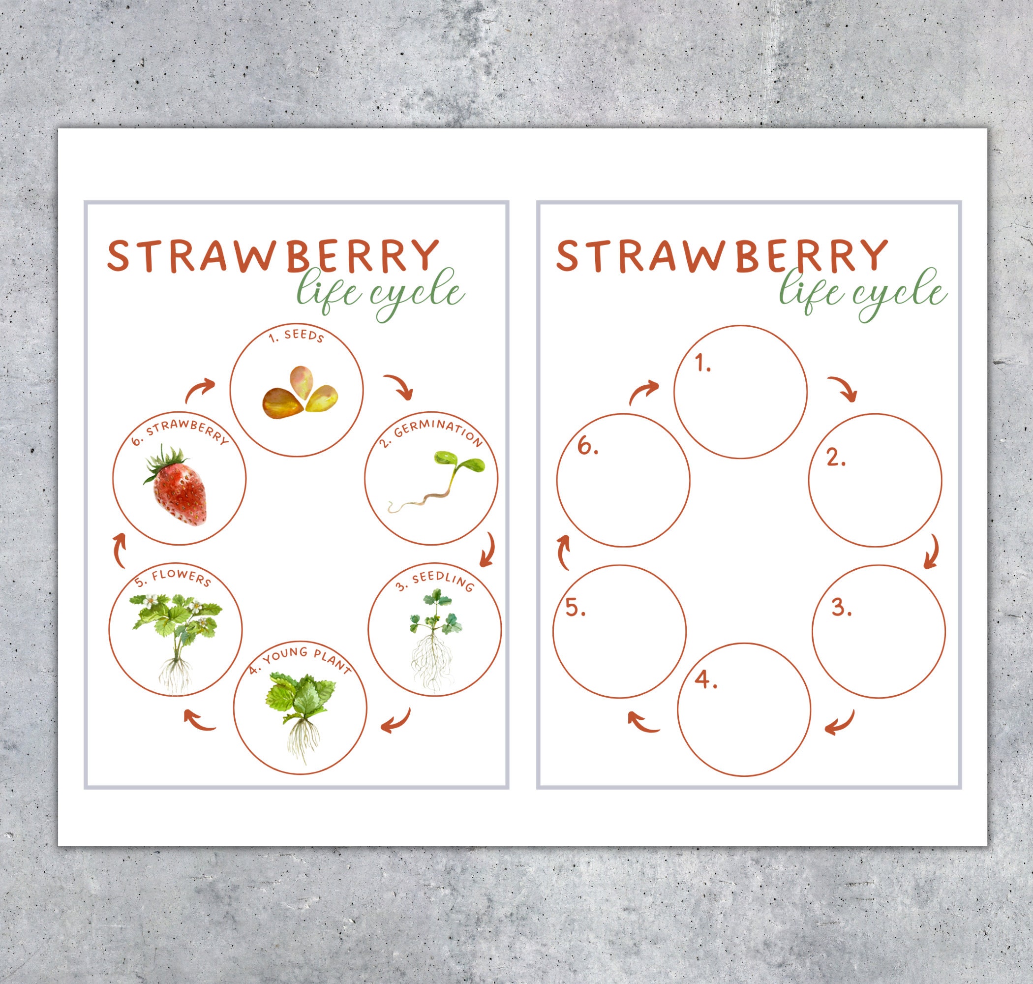 PLANTS Life Cycle Printable 5x7" Flashcards and Matching Worksheets ...