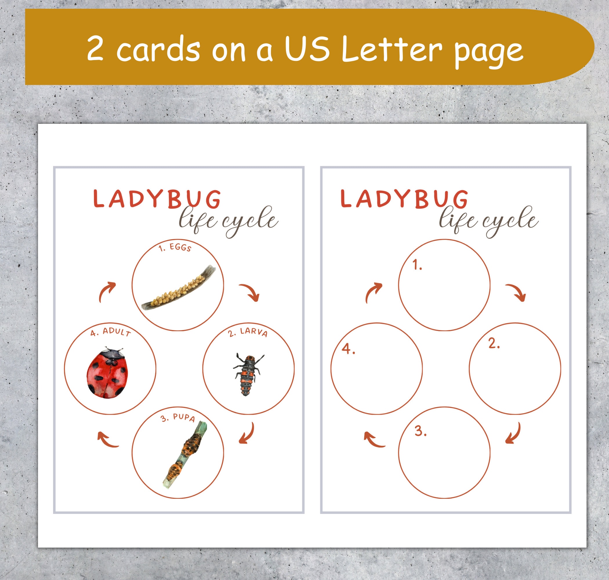 MINIBEASTS Life Cycle Printable 5x7 Flashcards and Matching Worksheets ...