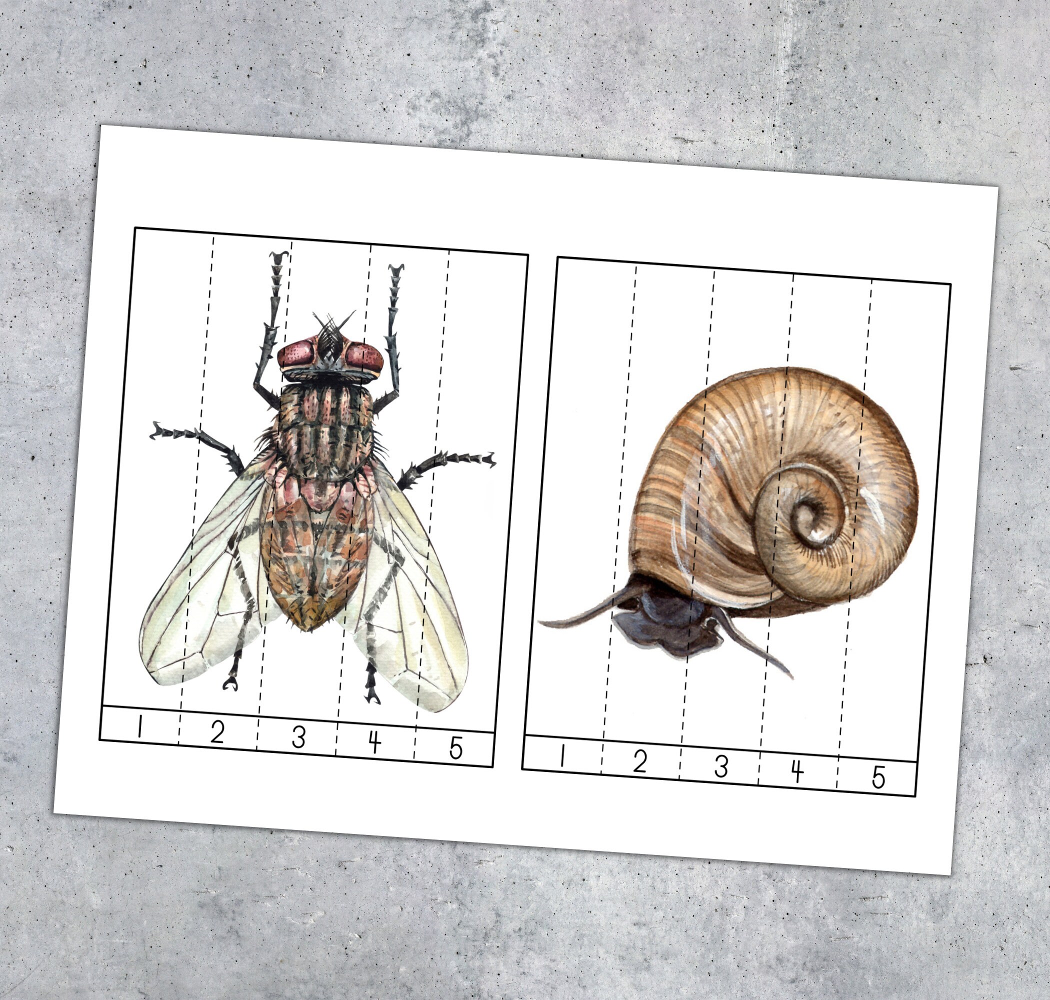 Minibeasts Number Sequence Puzzles Printable, Montessori Fruit and ...