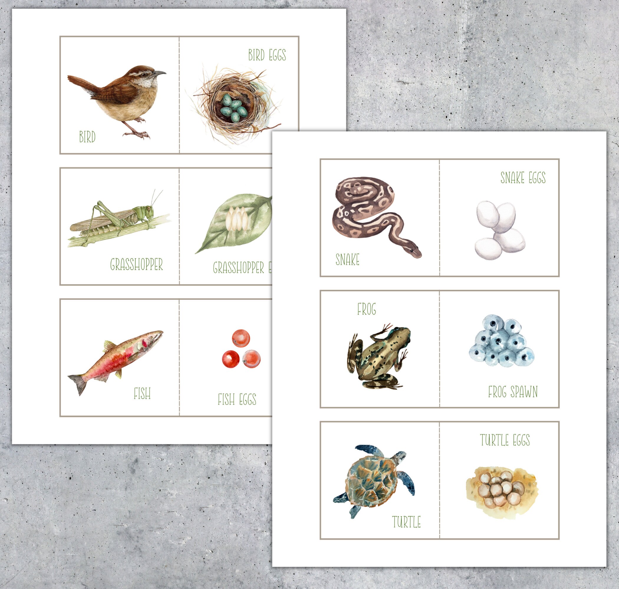 ANIMALS and Their EGGS Flashcards and Matching Activity, Oviparous ...