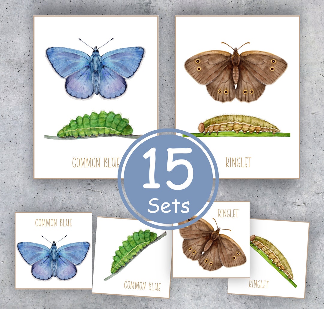 BIRDS and Their NESTS Flashcards and Matching Activity, Instant ...