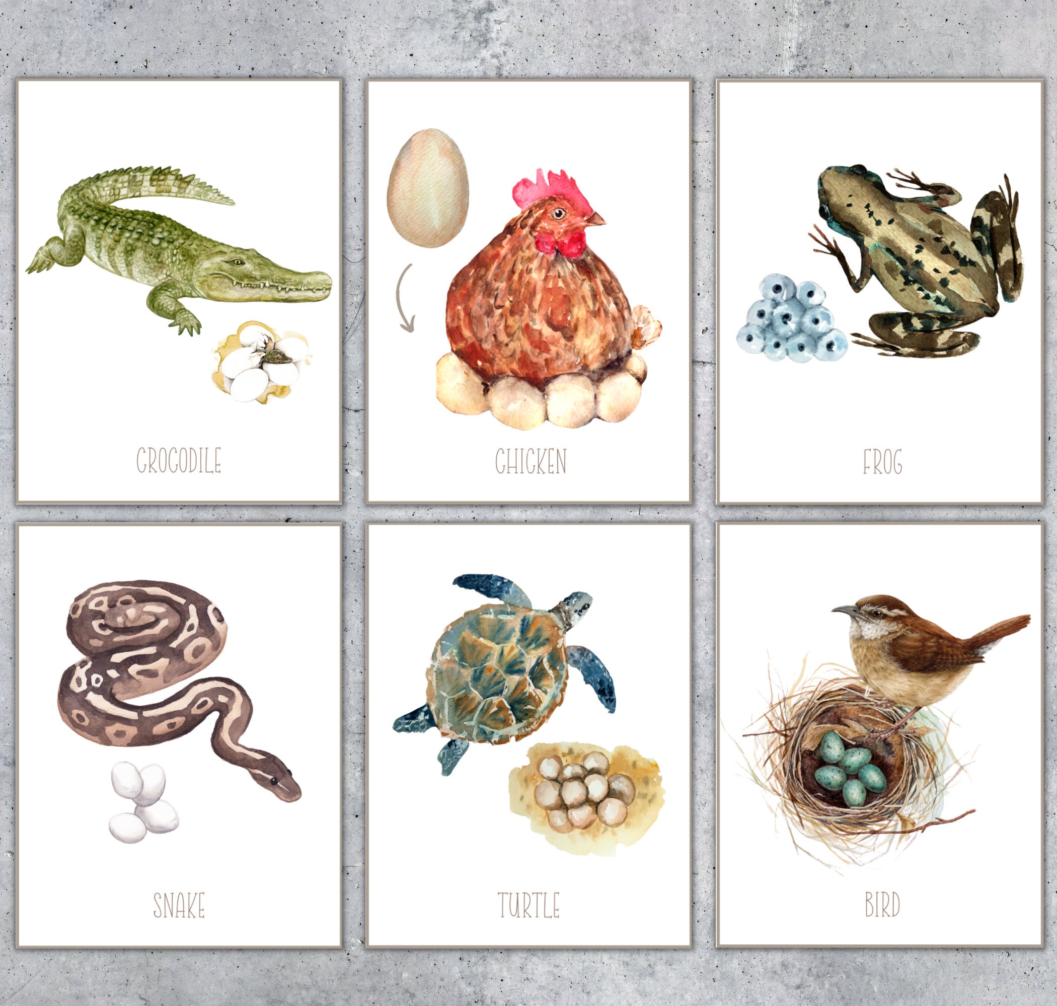 ANIMALS and Their EGGS Flashcards and Matching Activity, Oviparous ...