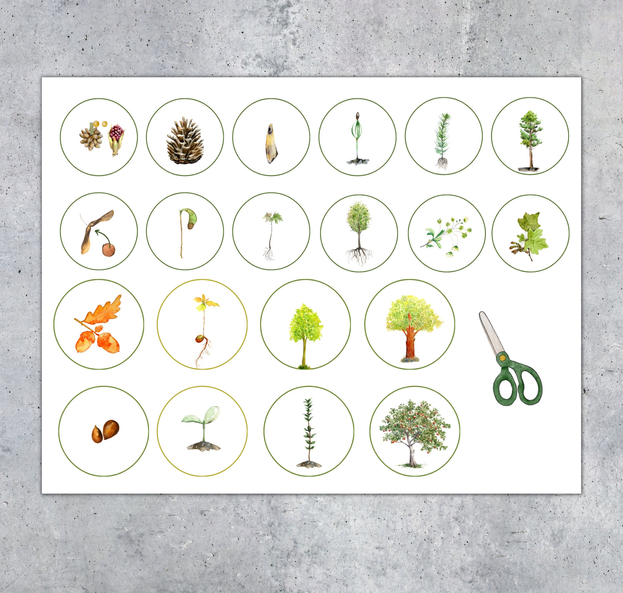 TREES Life Cycle Printable 5x7" Flashcards and Matching Worksheets (5x7 ...