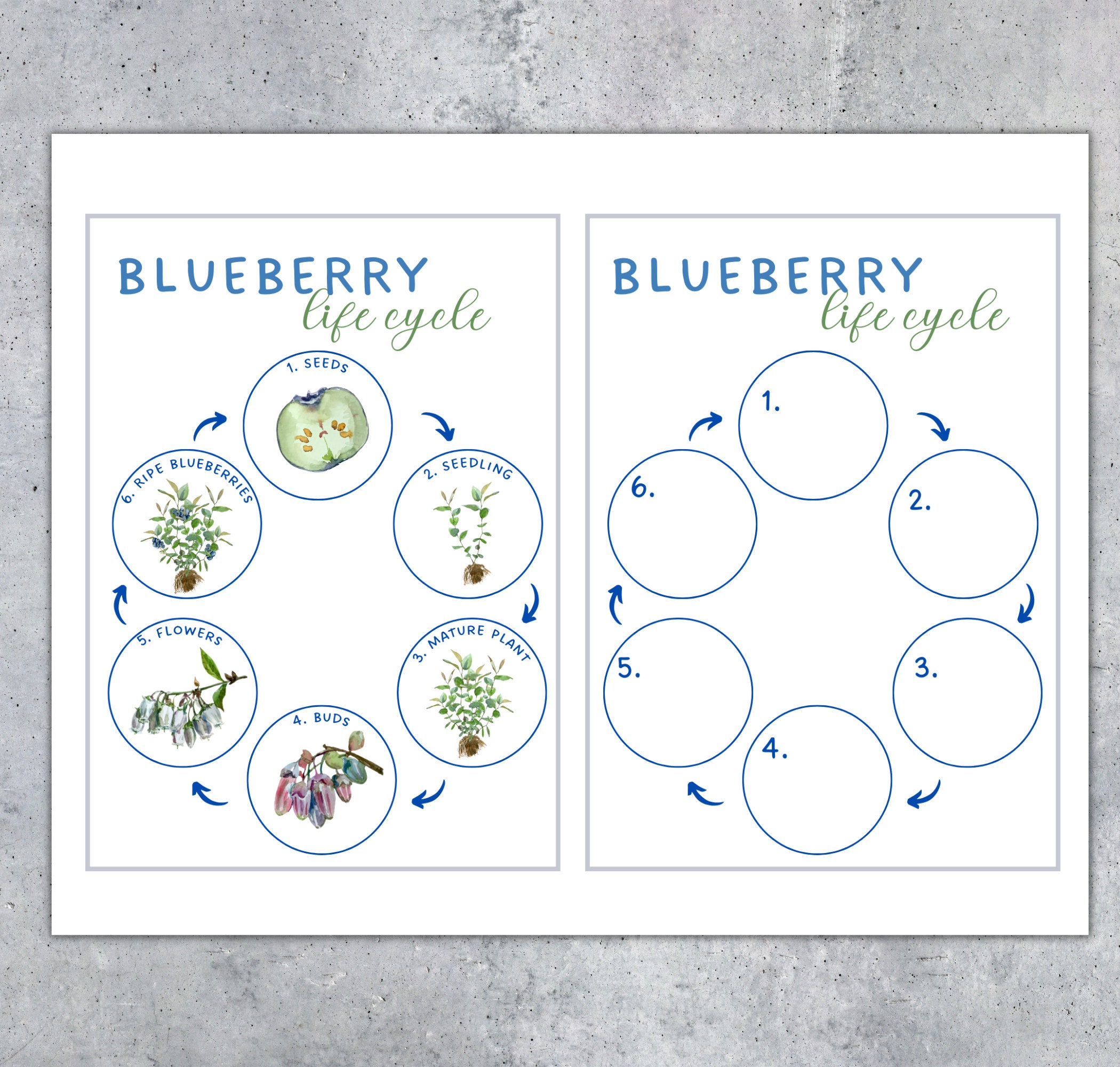 PLANTS Life Cycle Printable 5x7" Flashcards and Matching Worksheets ...