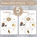 FARM ANIMALS Life Cycle Printable 5x7 Flashcards and Matching ...