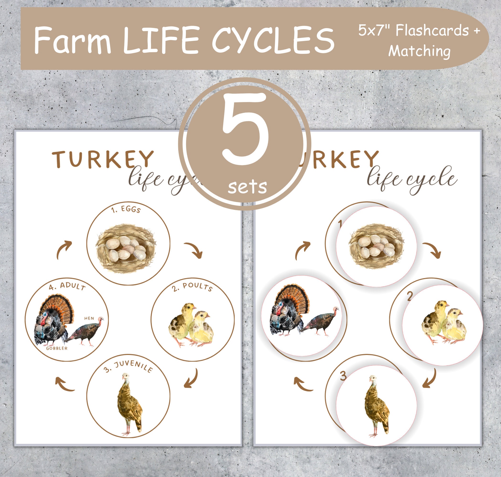 FARM ANIMALS Life Cycle Printable 5x7 Flashcards and Matching ...