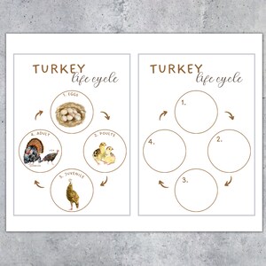 FARM ANIMALS Life Cycle Printable 5x7 Flashcards and Matching ...