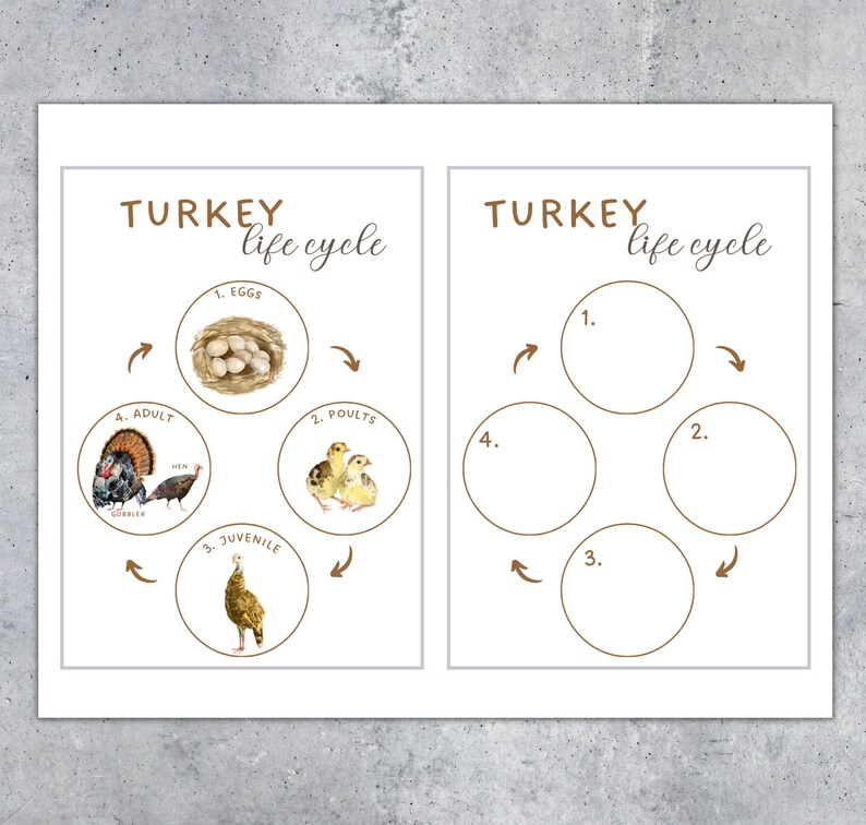 FARM ANIMALS Life Cycle Printable 5x7 Flashcards and Matching ...