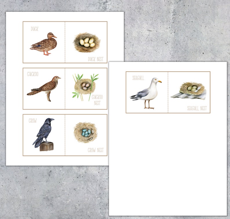 BIRDS and Their NESTS Flashcards and Matching Activity, Instant ...