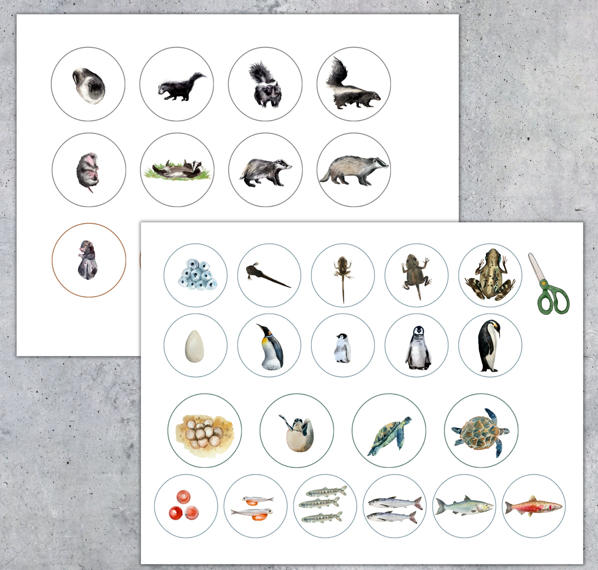 Fauna Life Cycle Printable 5x7 Flashcards and Matching Worksheets 5x7 ...