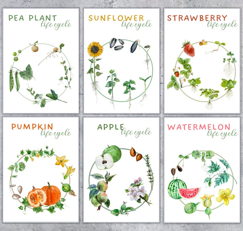 Life Cycle Printable 5x7 Flashcards. Montessori, Instant Download ...