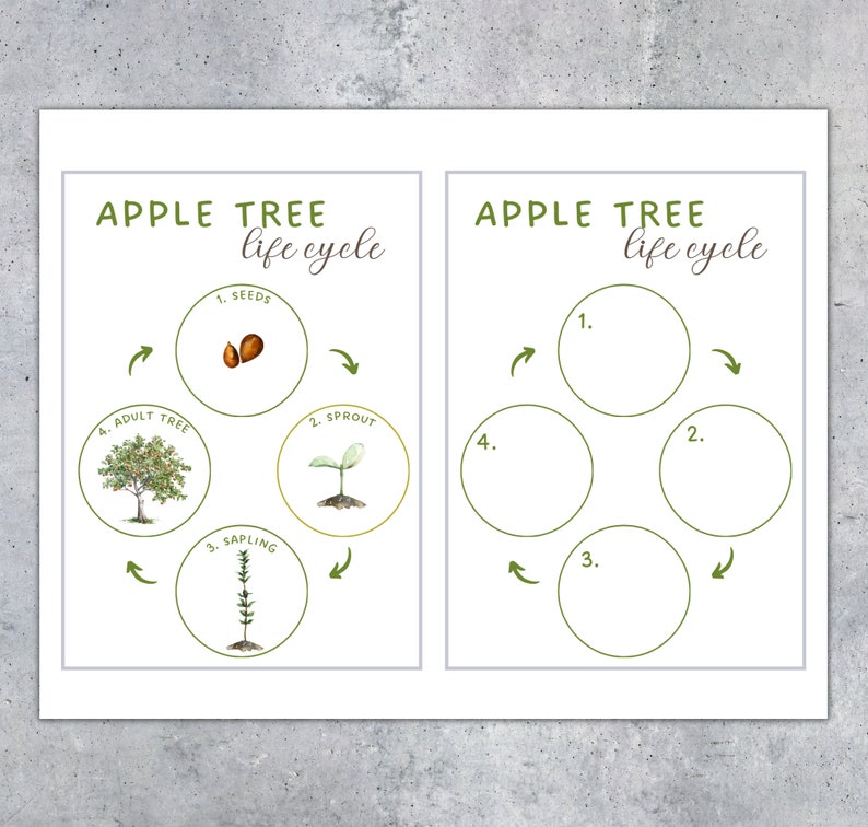 TREES Life Cycle Printable 5x7 Flashcards and Matching Worksheets 5x7 ...