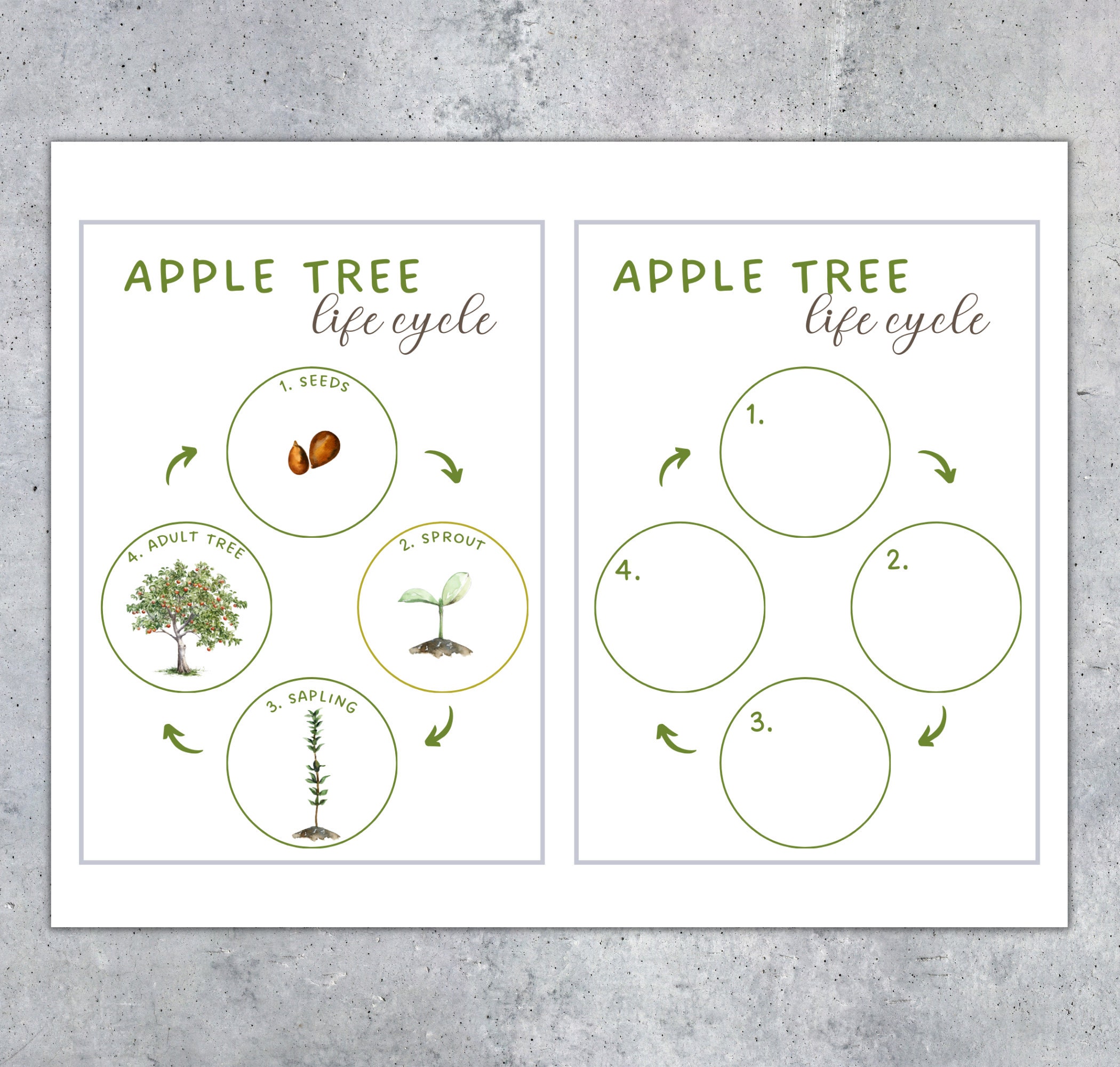 TREES Life Cycle Printable 5x7" Flashcards and Matching Worksheets (5x7 ...