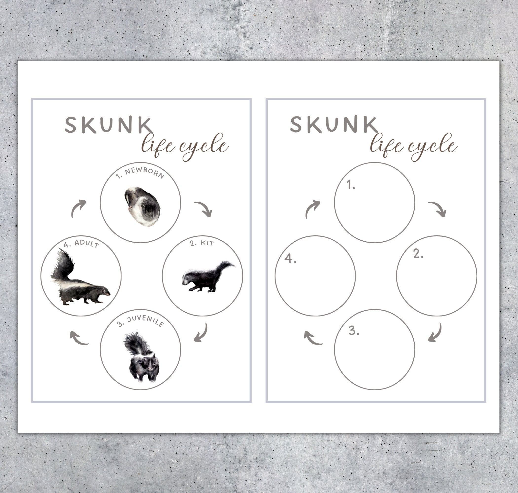 Fauna Life Cycle Printable 5x7 Flashcards and Matching Worksheets 5x7 ...