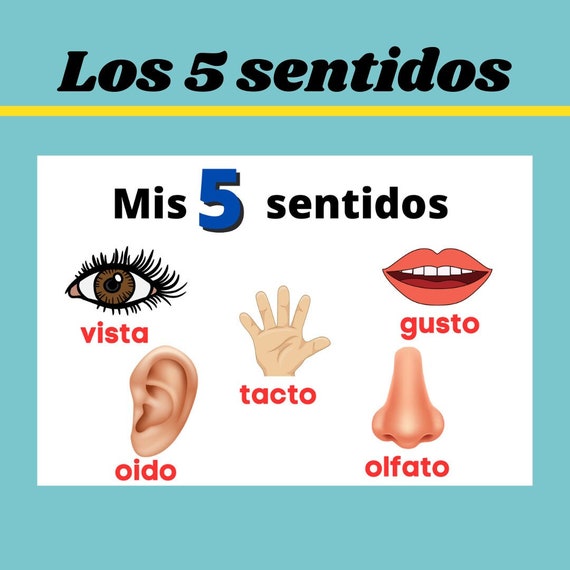 5 Sentidos Clipart Cinco Sentidos Vector Images | Depositphotos