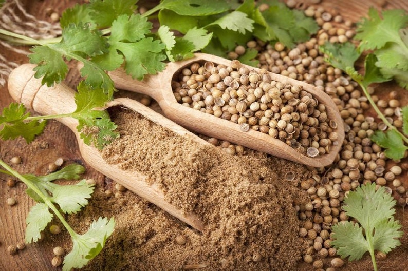 Organic Coriander, Pure Coriander Spice, Village Product Authentic ...