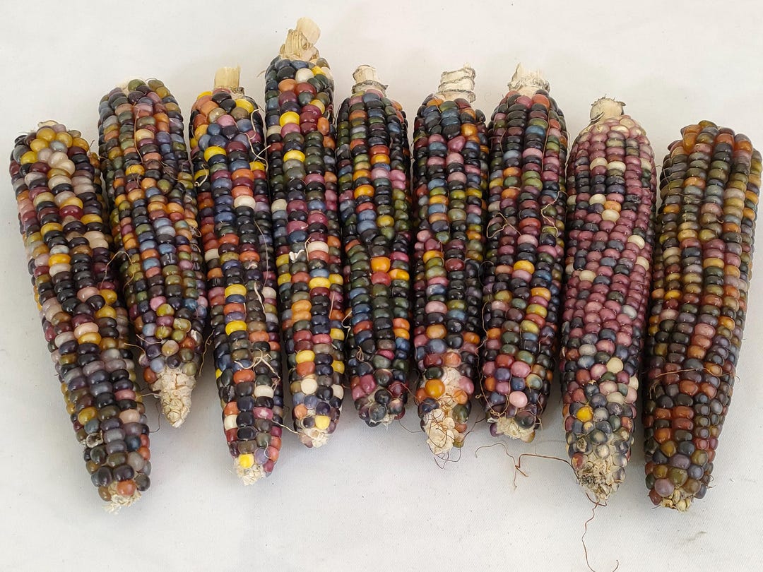 Mazorcas de maíz orgánicas de colores, maíz con gemas de vidrio, maíz ...