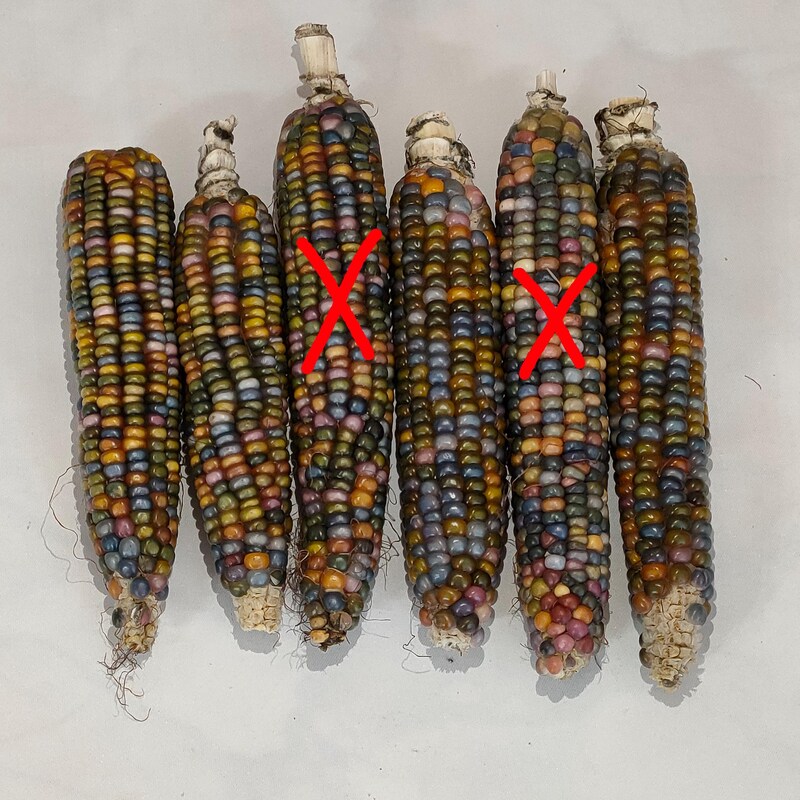 Ear seeding gem - Etsy.de