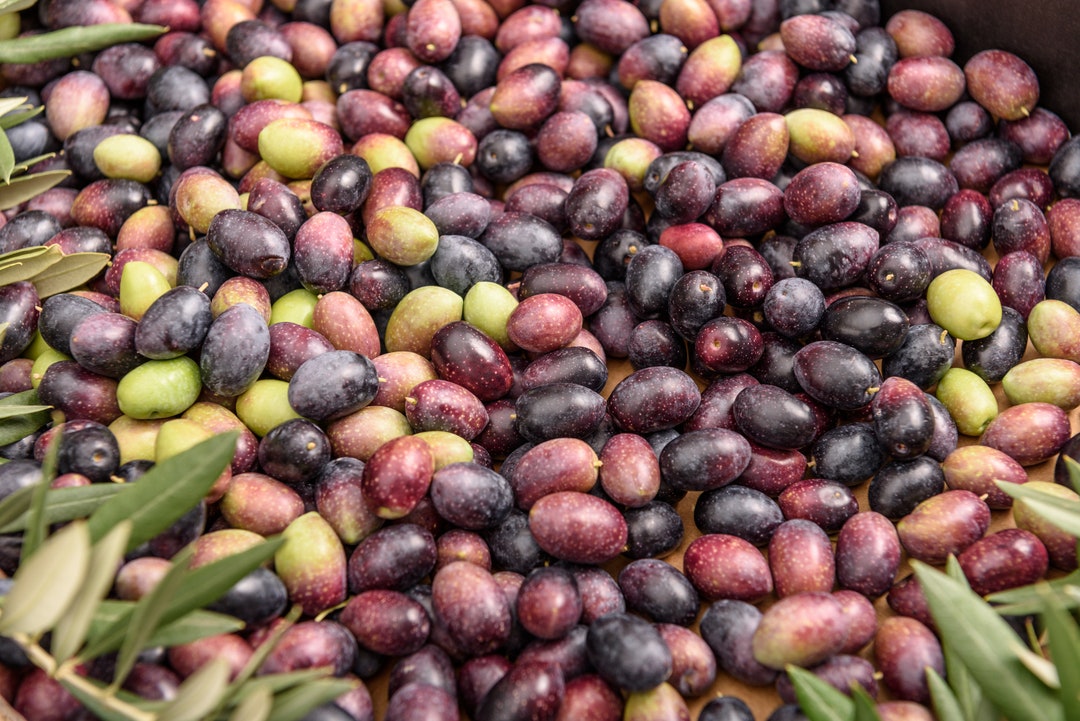 Frische schwarze Oliven aus unserem Bio-Garten, neu geerntete schwarze ...