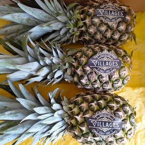 Organic Fresh Pineapple Fruit, Pineapple Fruit Picked From the Branch ...