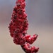 Organic Sumac Seasoning, Fresh Sumac Seasoning, Village Product ...