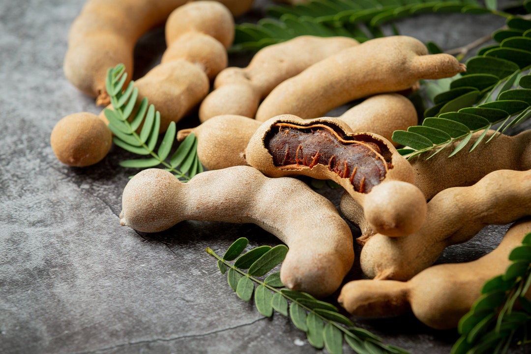 Organic Fresh Tamarind Fruit, Tamarind Fruit Picked From the Branch ...