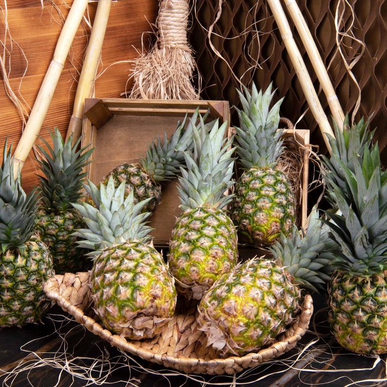 Organic Fresh Pineapple Fruit, Pineapple Fruit Picked From the Branch ...