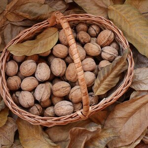 Walnuts in Shell, Dried Walnuts, Ready to Eat, Natural and Fresh Nuts ...