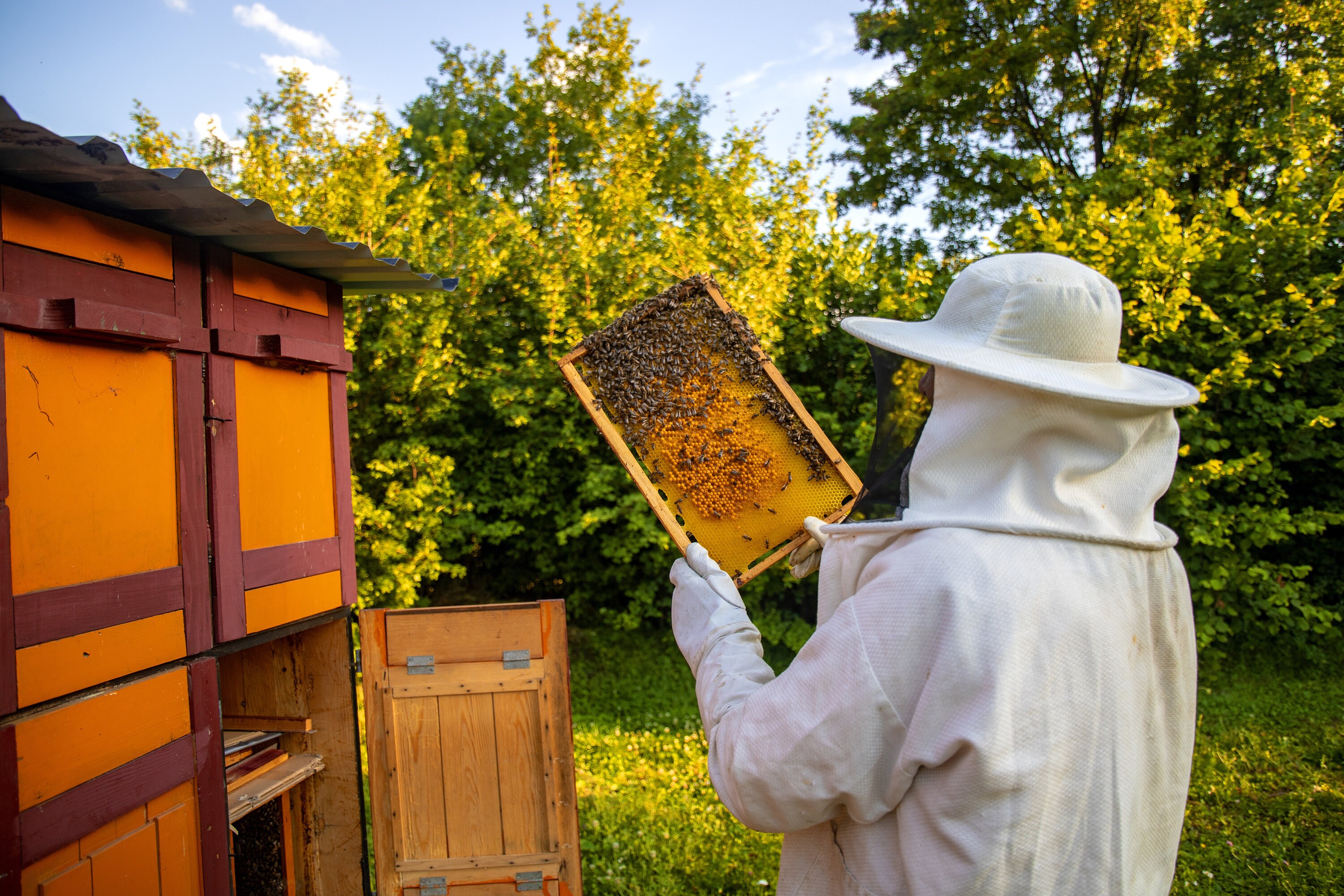Organic Flower Honey, Pure Strained Flower Honey, Village Product ...