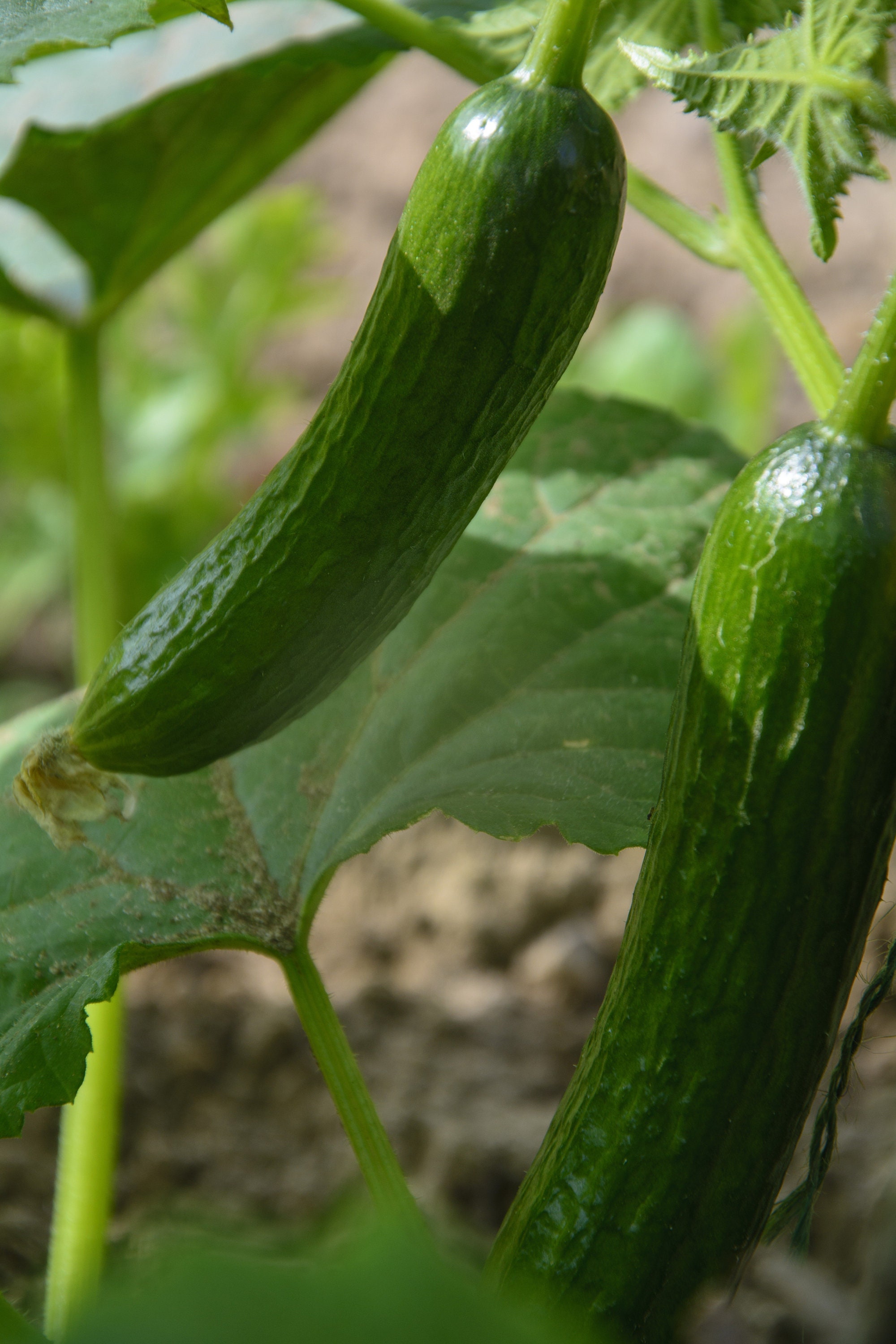 Organic Fresh Cucumber, Cucumber Fruit Picked From the Branch, Picked ...