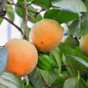 Organic Dried Sliced Persimmon, Sun Dried No Sugar Added, Fresh ...