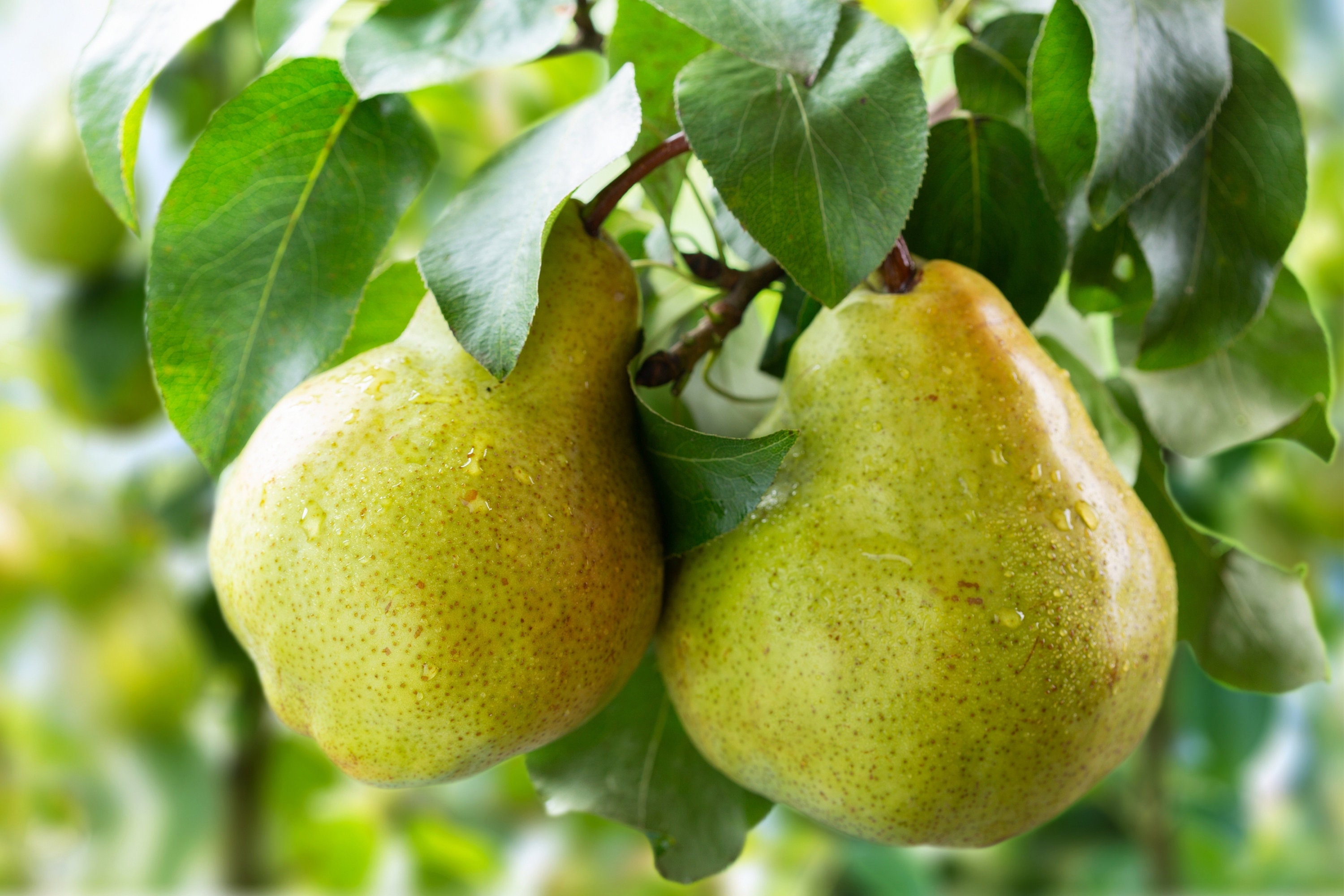 Organic Fresh Winter Pear Fruit, Fresh Winter Pear From Our Own Garden ...
