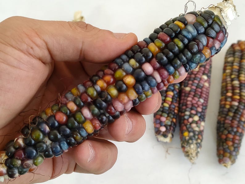 Mazorcas de maíz orgánicas de colores, maíz con gemas de vidrio, maíz ...