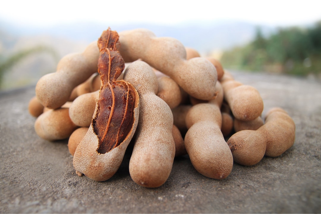Organic Fresh Tamarind Fruit, Tamarind Fruit Picked From the Branch ...