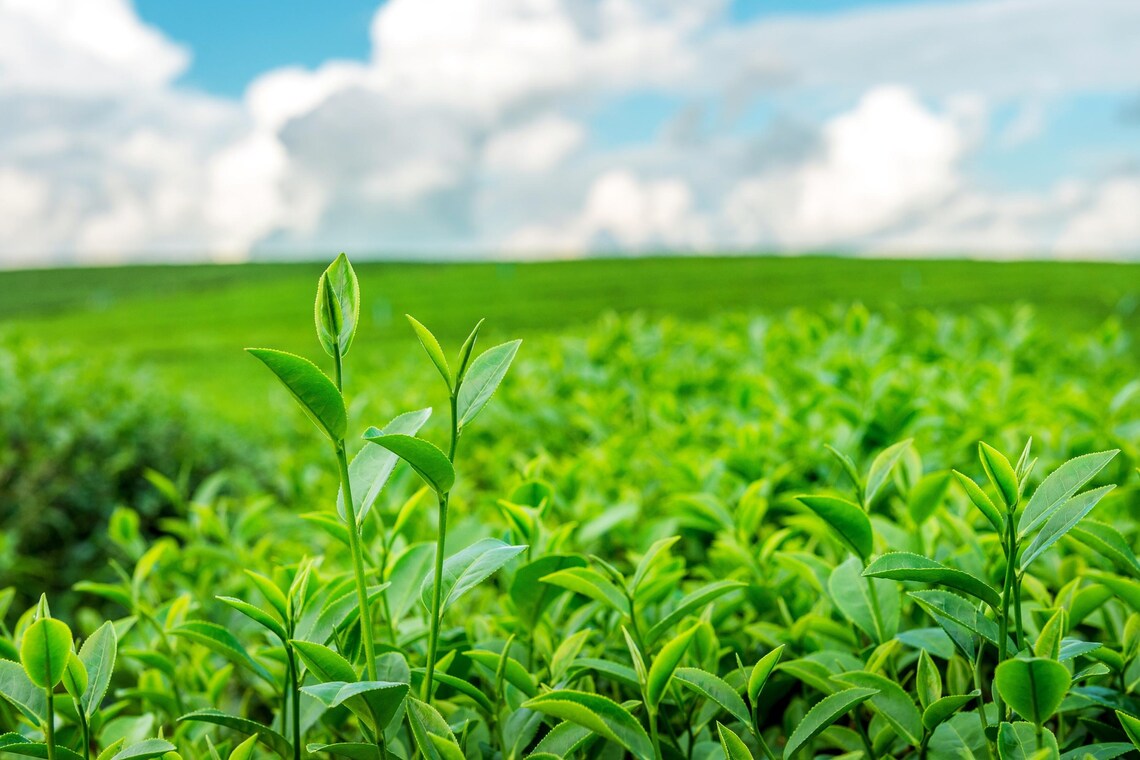 Organic Green Tea Leaves, First Harvest, Premium Quality From the Black ...