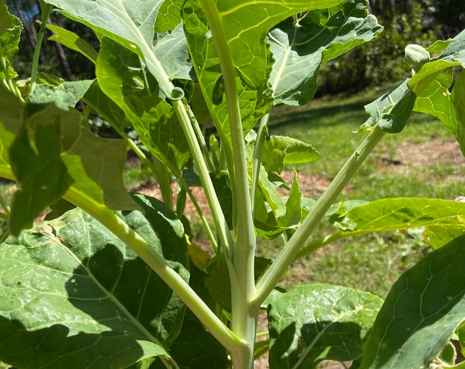 X 3 Green Tree Collard Cuttings - Etsy