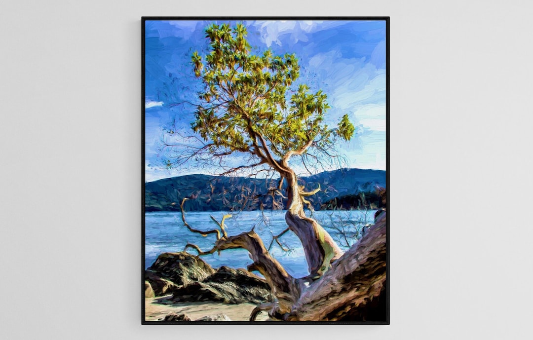 Pacific Madrone Tree Leaning Over the Waters of the San Juan Islands ...