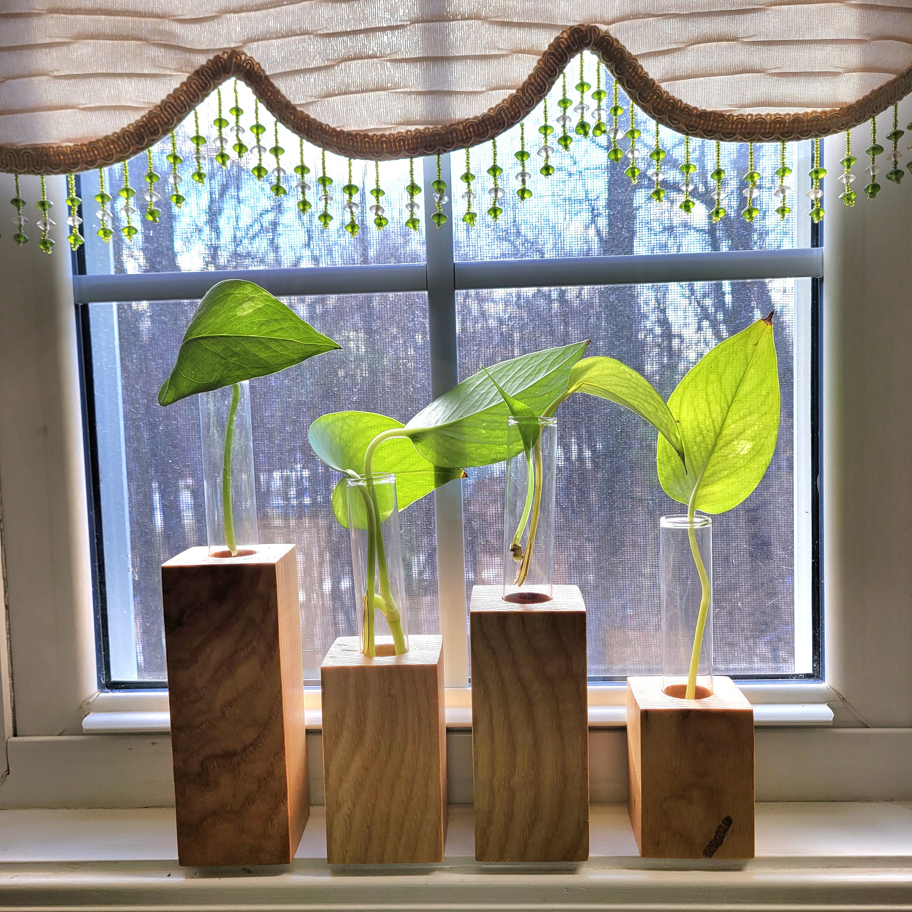 Set of Light Ash Wood Cubes Wit Tubes Plant Starter Propagation Station ...