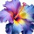 Hibiscus Flower Set of 10 Clipart Bundle 300 DPI Jpegs 300 DPI ...