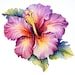 Hibiscus Flower | Set of 10 | Clipart Bundle | 300 DPI Jpegs | 300 DPI ...
