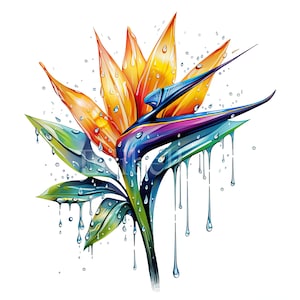 Bird of Paradise Flower | Set of 10 | Clipart Bundle | 300 DPI Jpegs ...