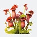 Carnivorous Plants | Set of 10 | Clipart Bundle | High Quality 300 Dpi ...
