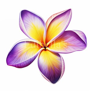 Plumeria Flower | Set of 10 | Clipart Bundle | 300 DPI Jpegs | 300 DPI ...