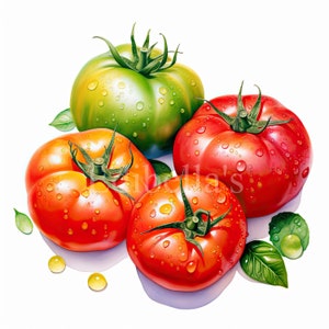 Tomato | Set of 10 | Clipart Bundle | 300 DPI Jpegs and 300 DPI ...