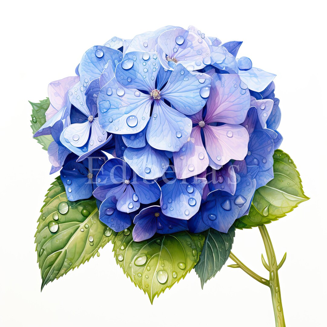 Hydrangea | Set of 10 | Clipart Bundle | 300 DPI Jpegs | 300 DPI ...