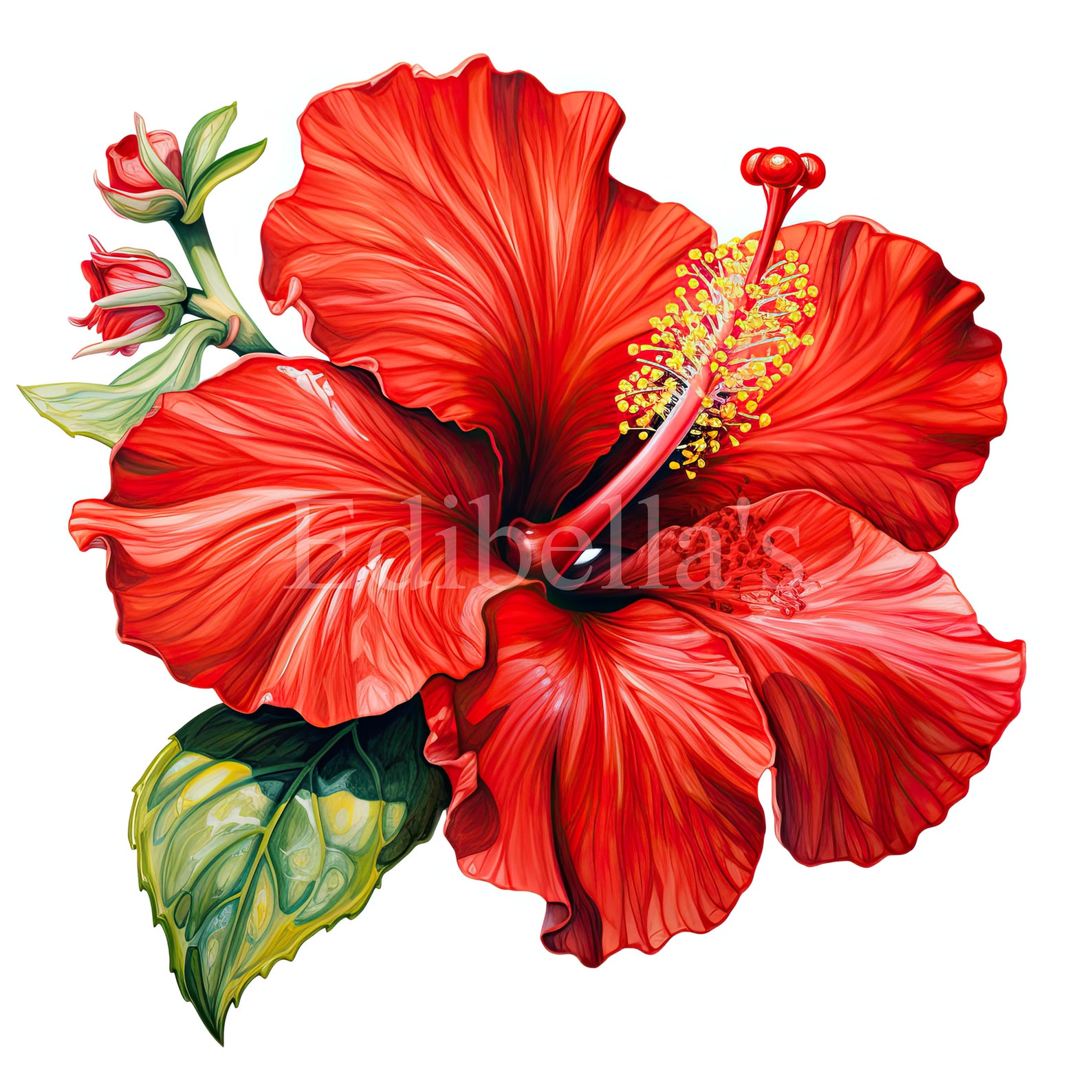 Hibiscus Flower Set of 10 Clipart Bundle 300 DPI Jpegs 300 DPI ...