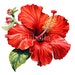 Hibiscus Flower | Set of 10 | Clipart Bundle | 300 DPI Jpegs | 300 DPI ...
