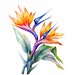 Bird of Paradise Flower | Set of 10 | Clipart Bundle | 300 DPI Jpegs ...
