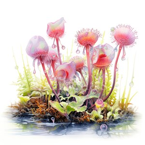 Carnivorous Plants | Set of 10 | Clipart Bundle | High Quality 300 Dpi ...